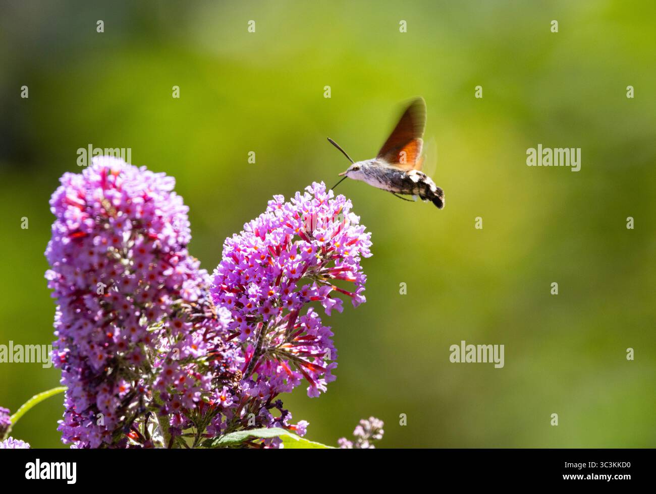 A Hummingbird Hawk Moth feeds on Buddleia nectar. These day-flying ...