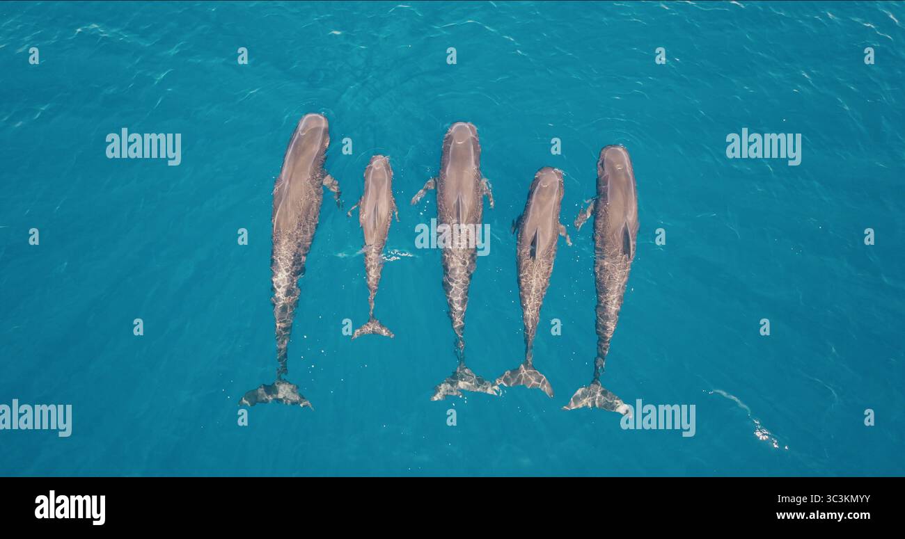 Discover breathtaking aerial view showcasing hi-res stock photography ...