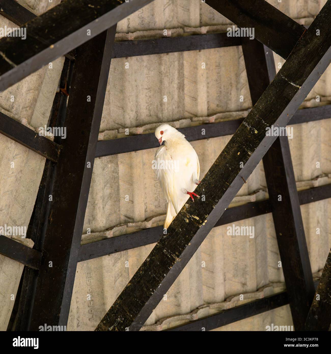 A pigeon hiding in the rafters at Kuala Lumpur Botanical Gardens (Taman ...