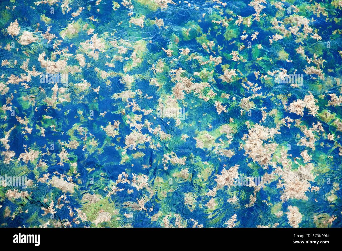 Algae sea hi-res stock photography and images - Alamy
