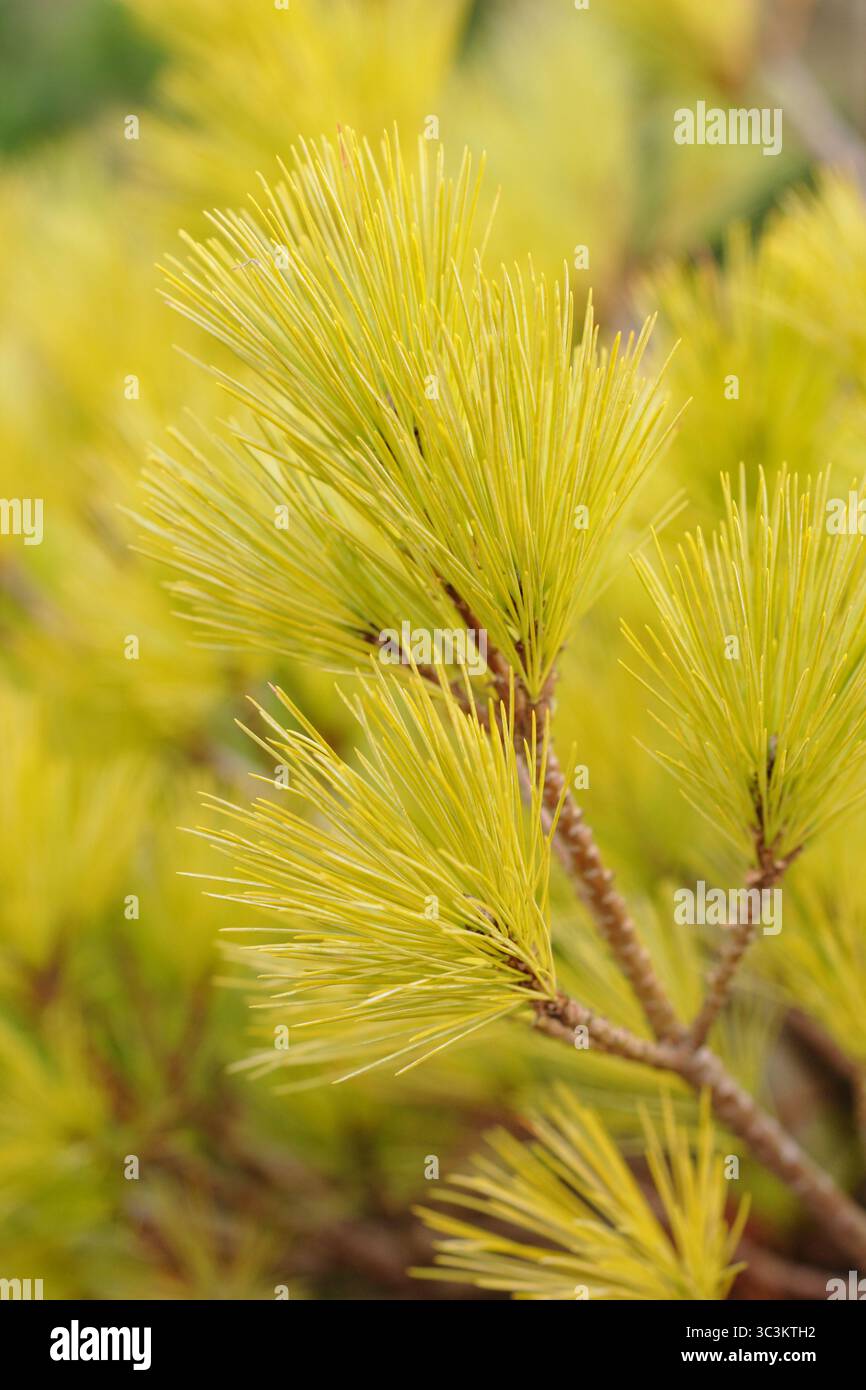 Pinus strobus Radiata. Needles of Weymouth pine 'Radiata' compact ...