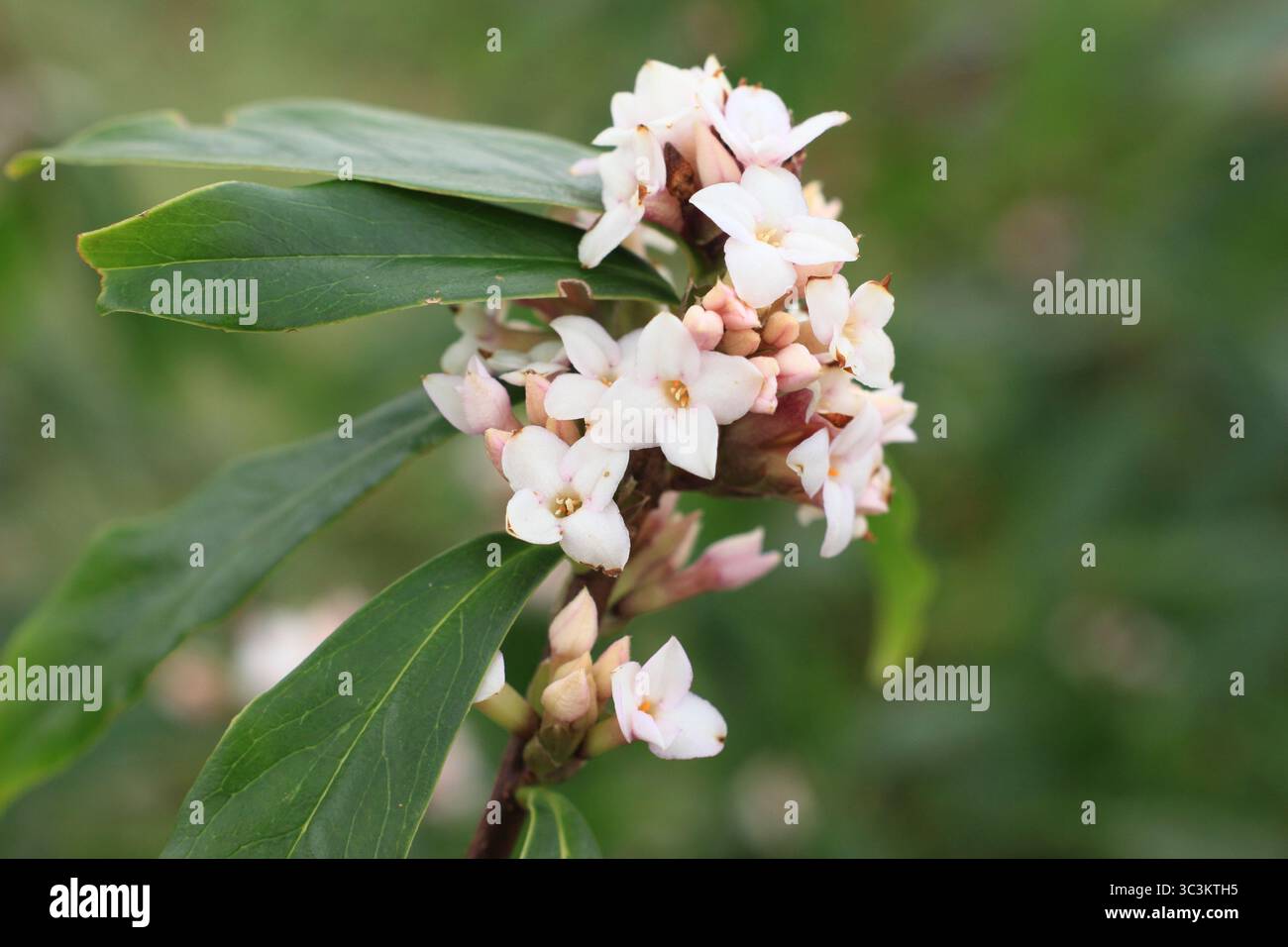 Daphne spring herald hi-res stock photography and images - Alamy