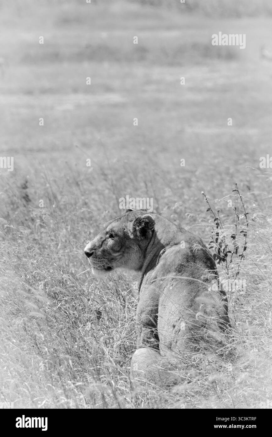 Black and white animal portrait of a lioness in the wild Stock Photo ...