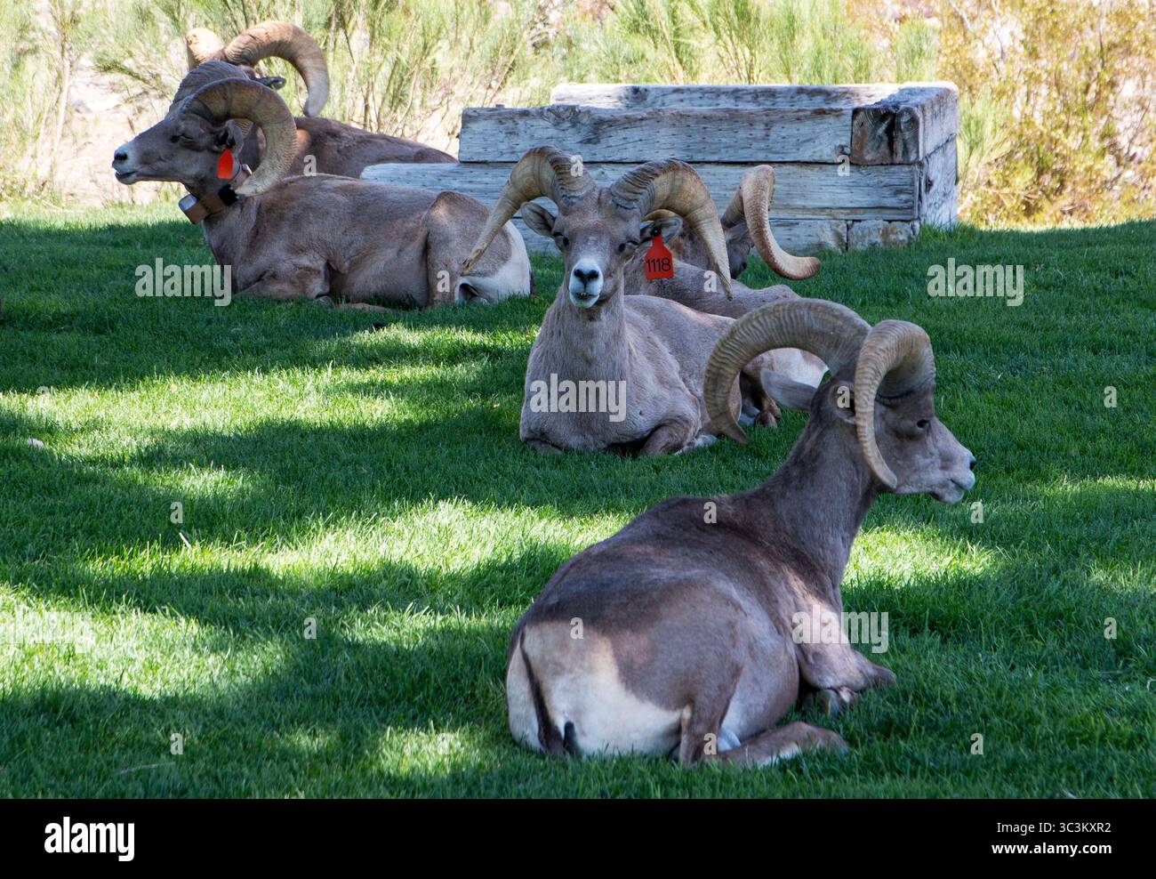 Sheep grazing peacefully on lush hi-res stock photography and images ...