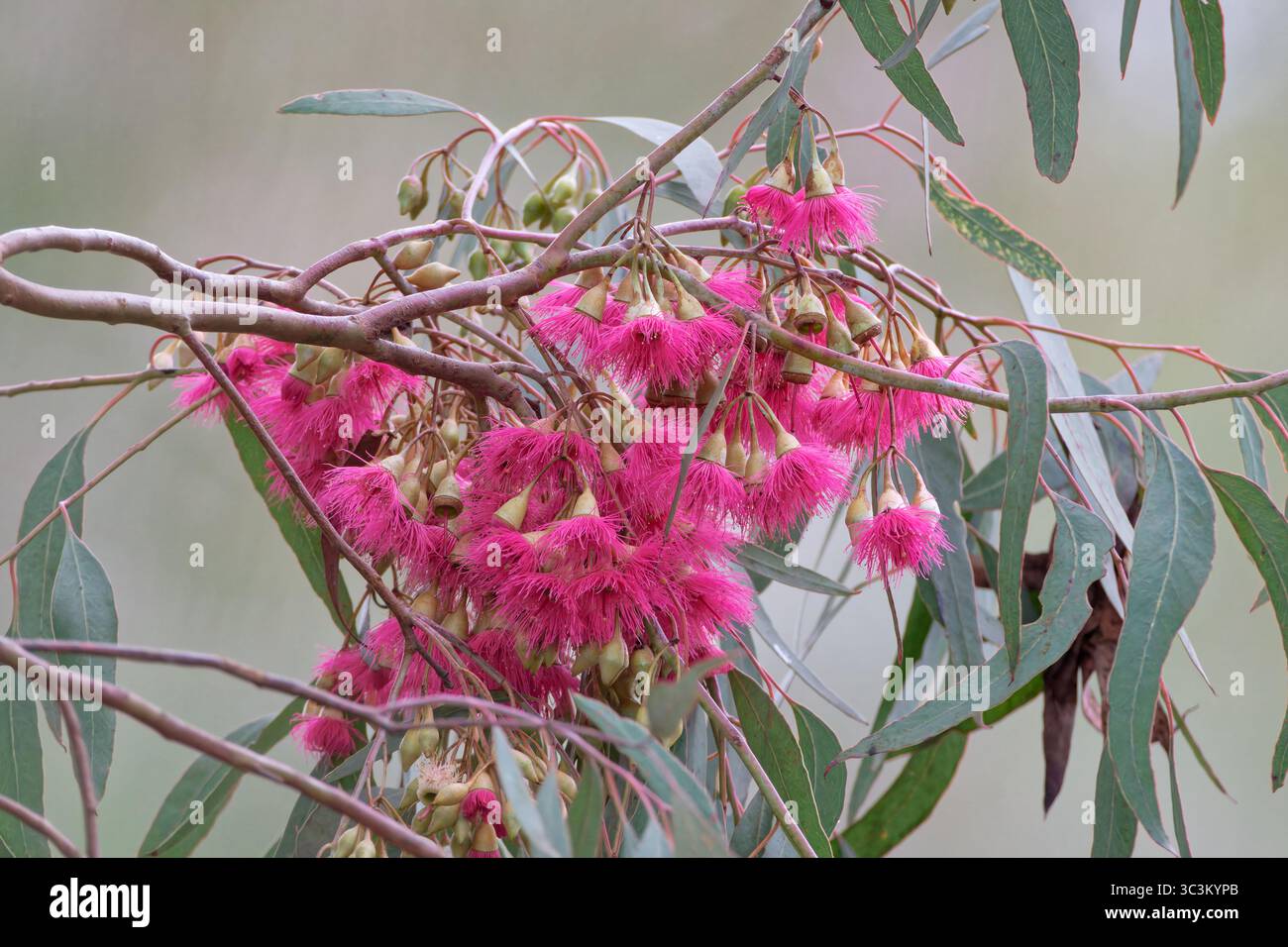 Ironbark garden hi-res stock photography and images - Alamy