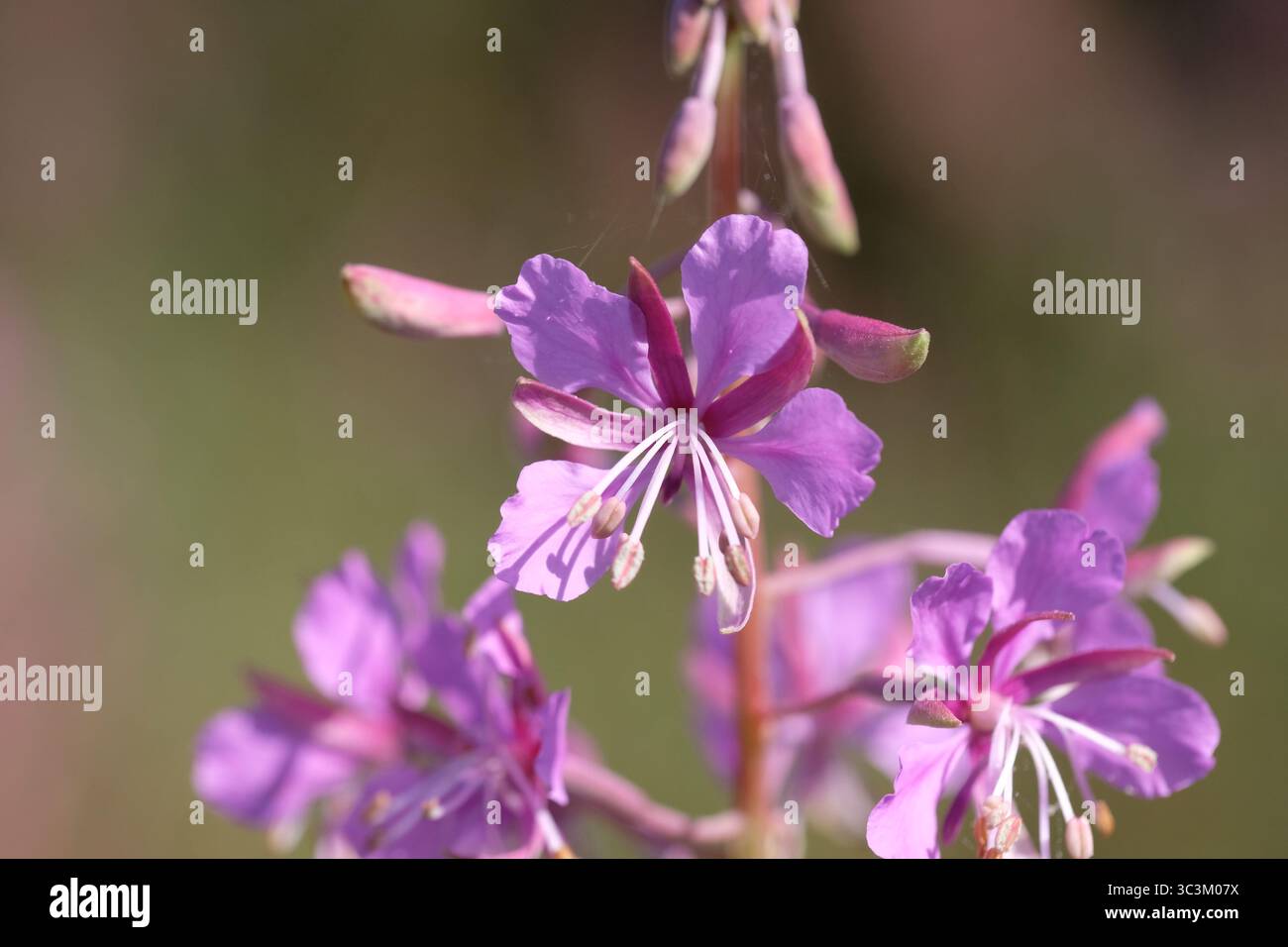 Fire preventer hi-res stock photography and images - Alamy
