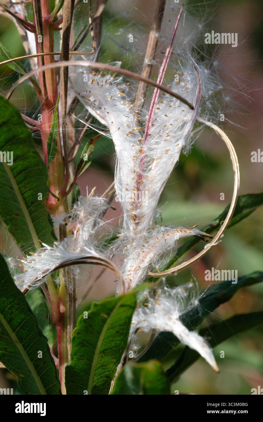 Fire preventer hi-res stock photography and images - Alamy
