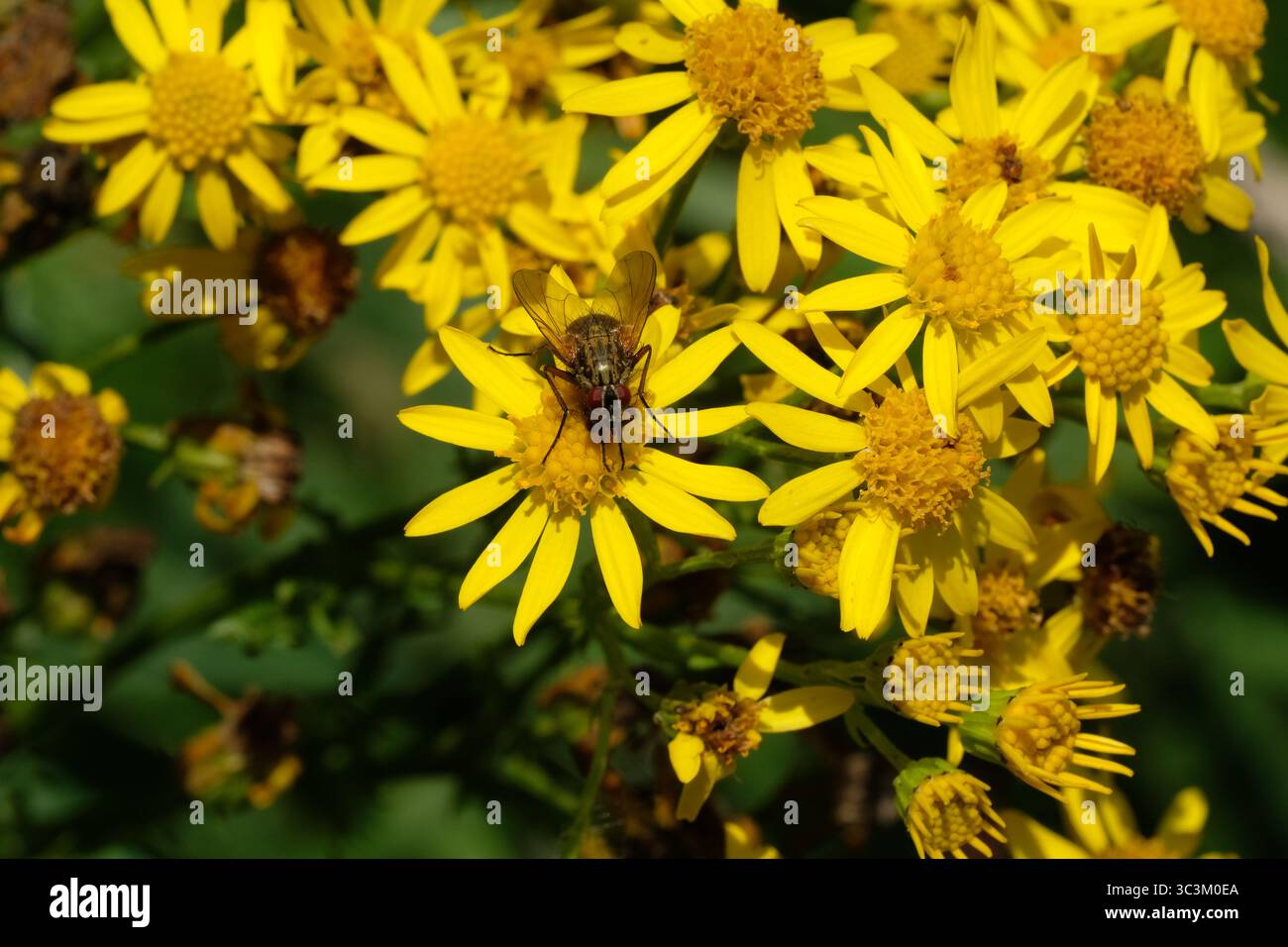 Close up ragwort flower hi-res stock photography and images - Alamy