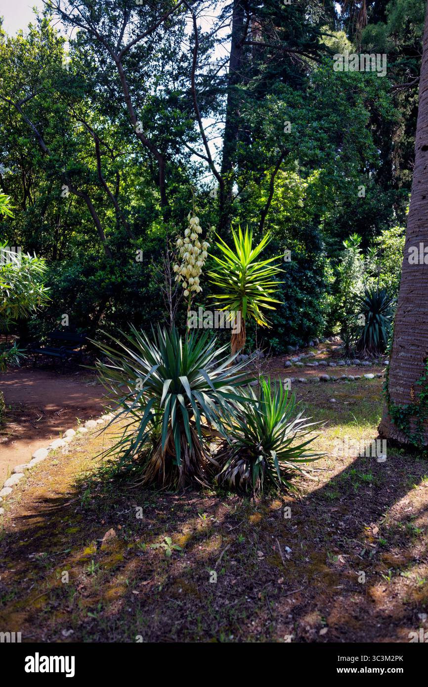 Blühende Yucca-Palme im Park Dordic-Mayneri, ein botanischer Garten auf ...