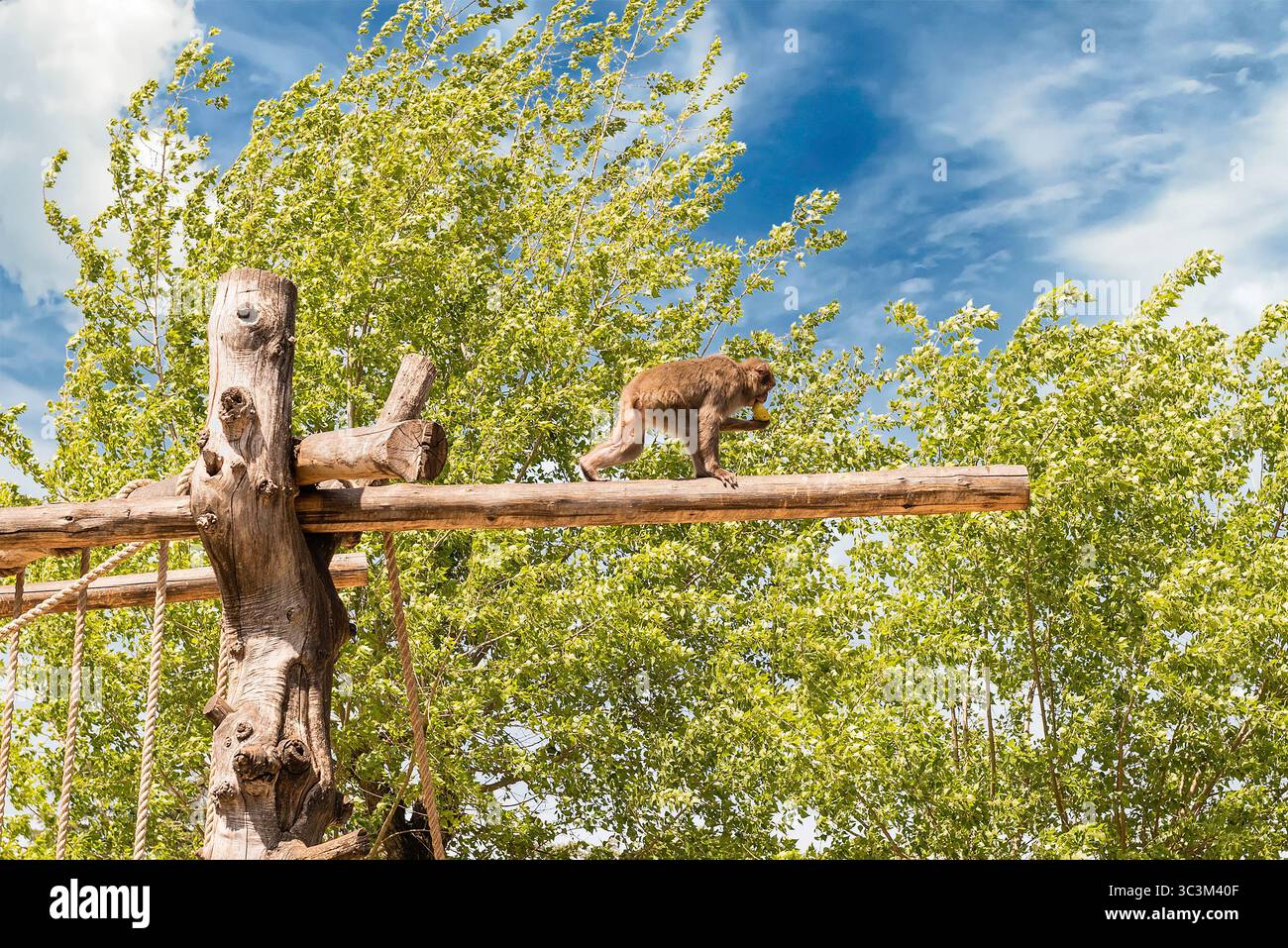 Lonely baboon walking on a trunk among trees in a zoo park environment ...