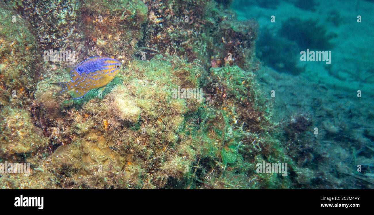 Brazilian cocoa damselfish hi-res stock photography and images - Alamy