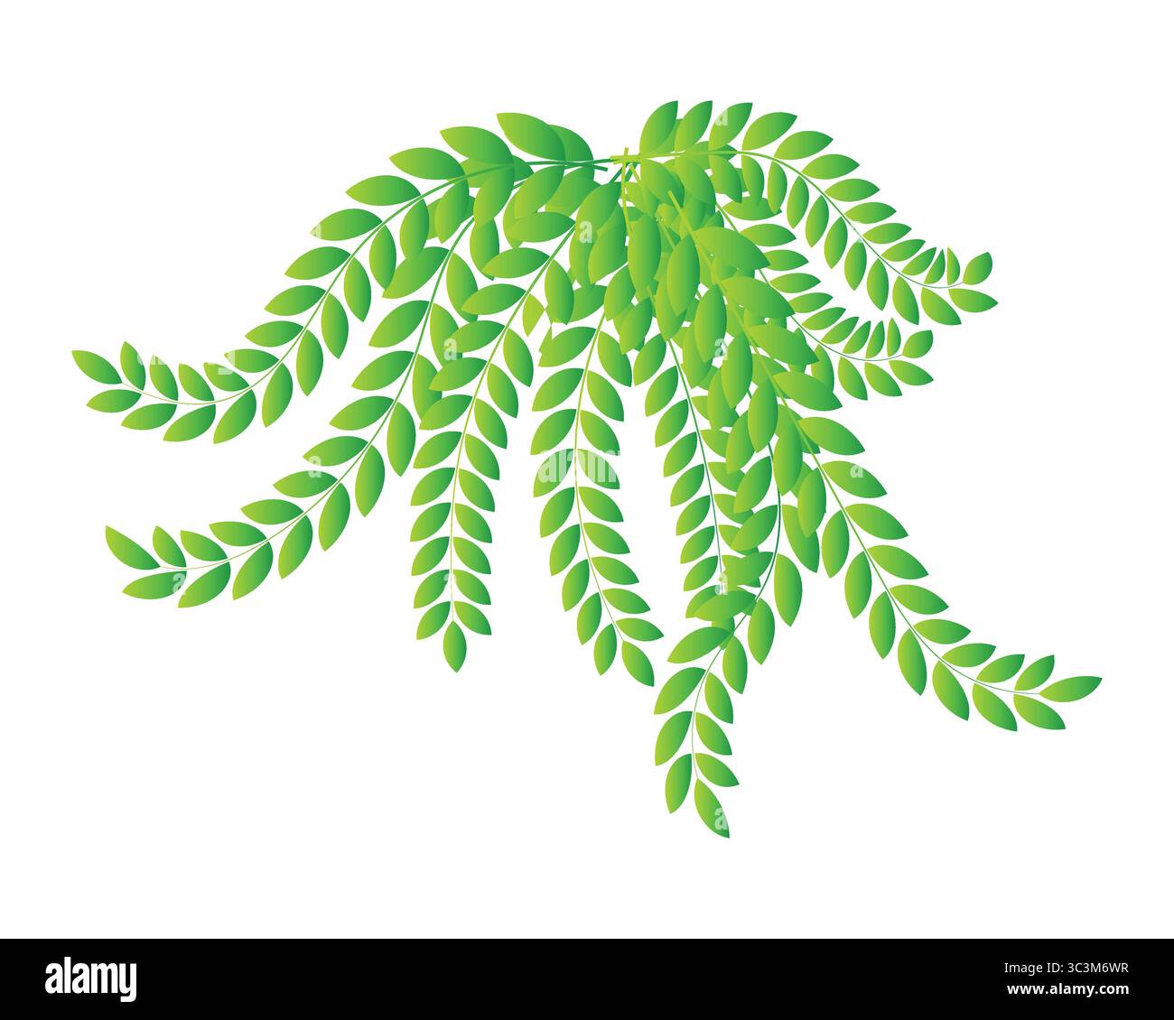 Botanical green leaf Stock Vector Images - Alamy