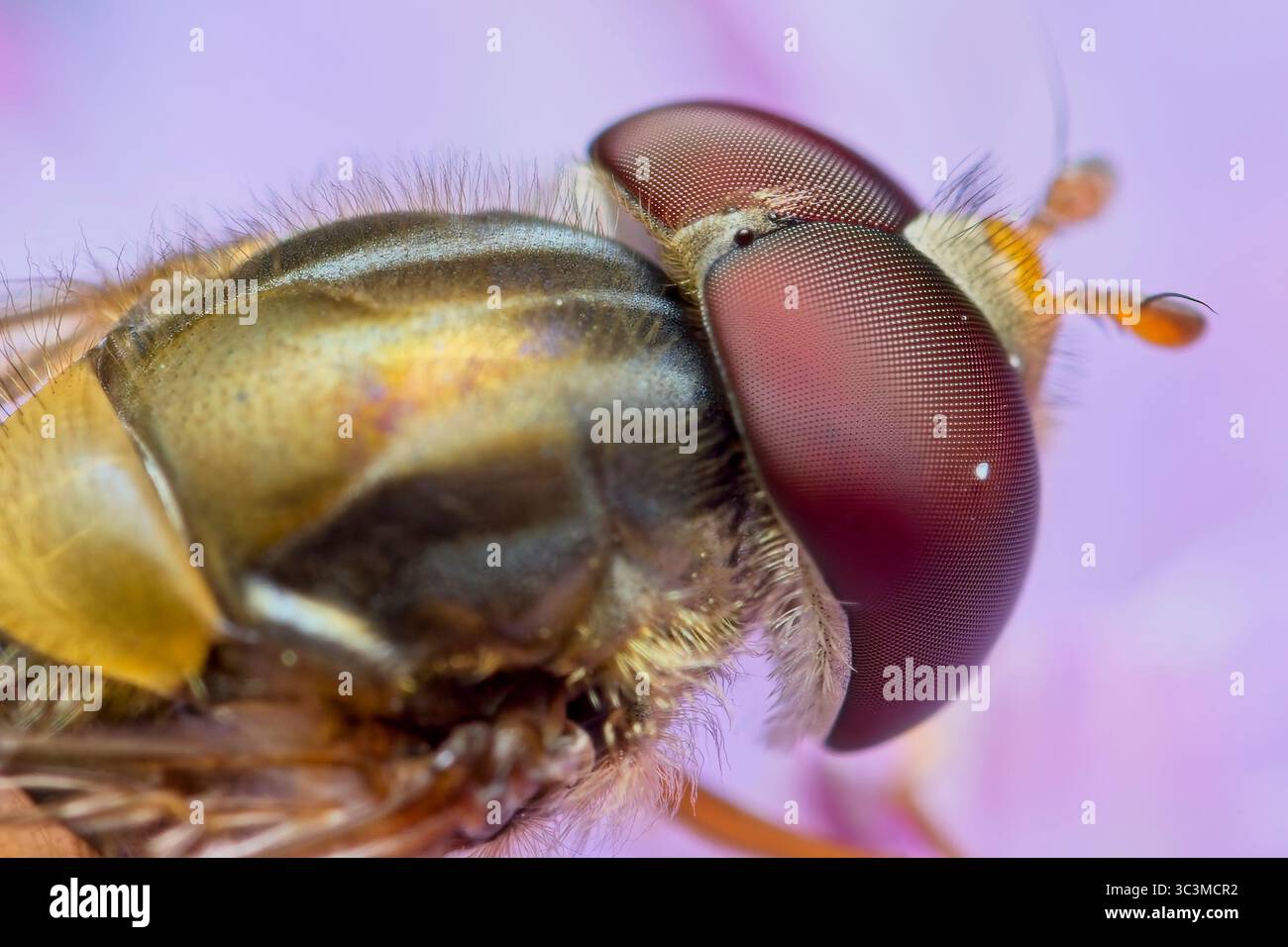 Individual eyes hi-res stock photography and images - Alamy