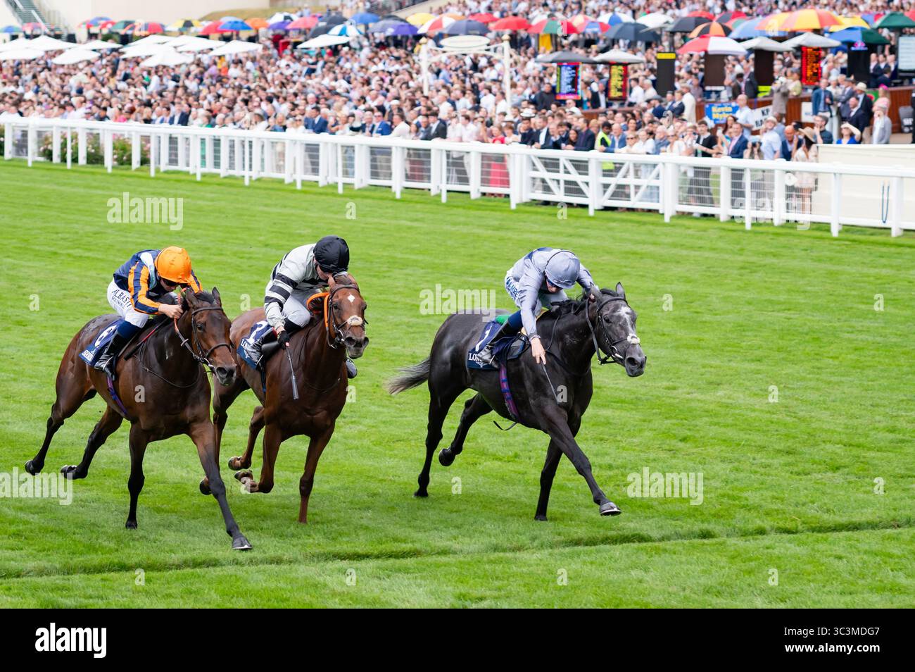 Breeder ciara eglington hi-res stock photography and images - Alamy