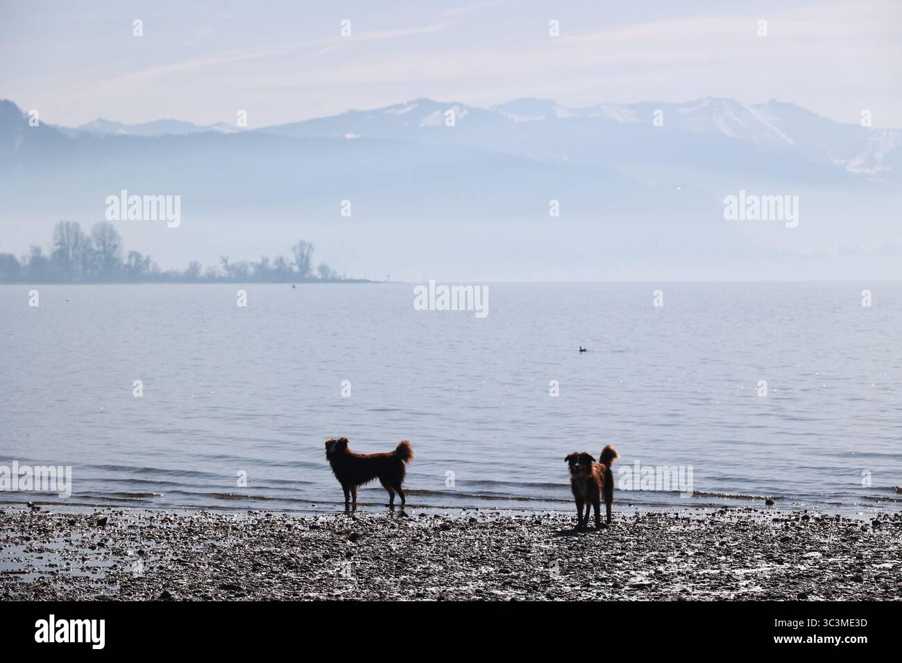 Two dogs are standing on a beach near the water Stock Photo - Alamy