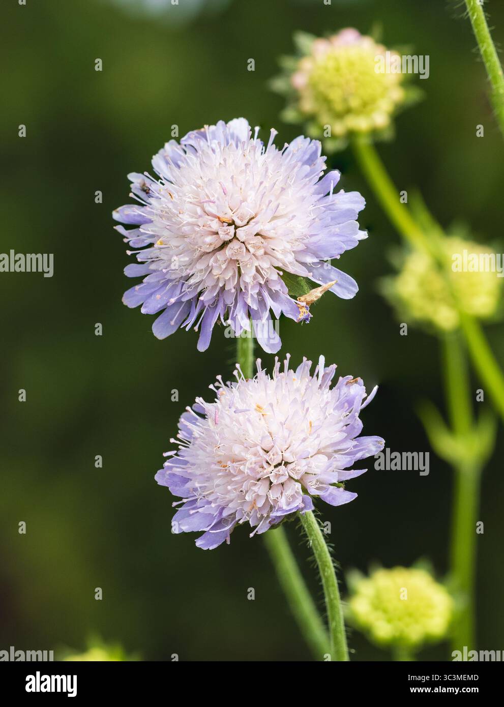 Summer flowers of the hardy perennial scabious, Scabiosa 'Butterfly ...