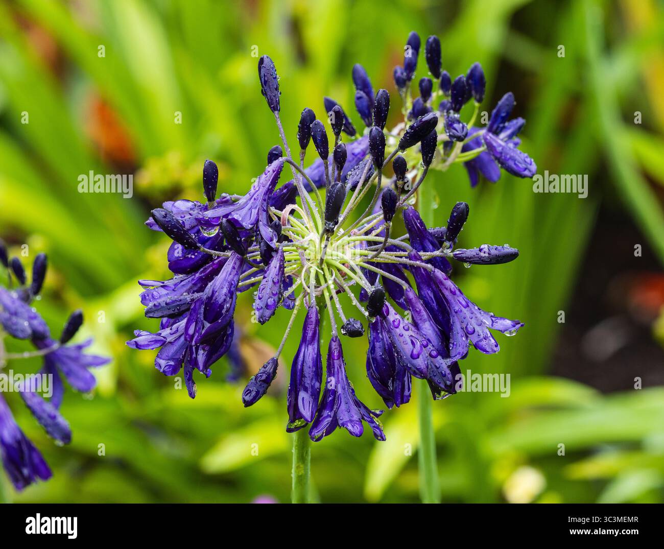 Pendant blue flowers in the rain dappled head of the hardy perennial ...