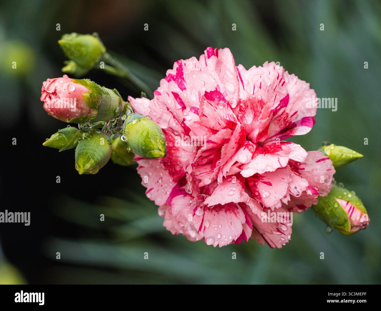 Light and dark pink clove scented flower and buds of the modern pink ...