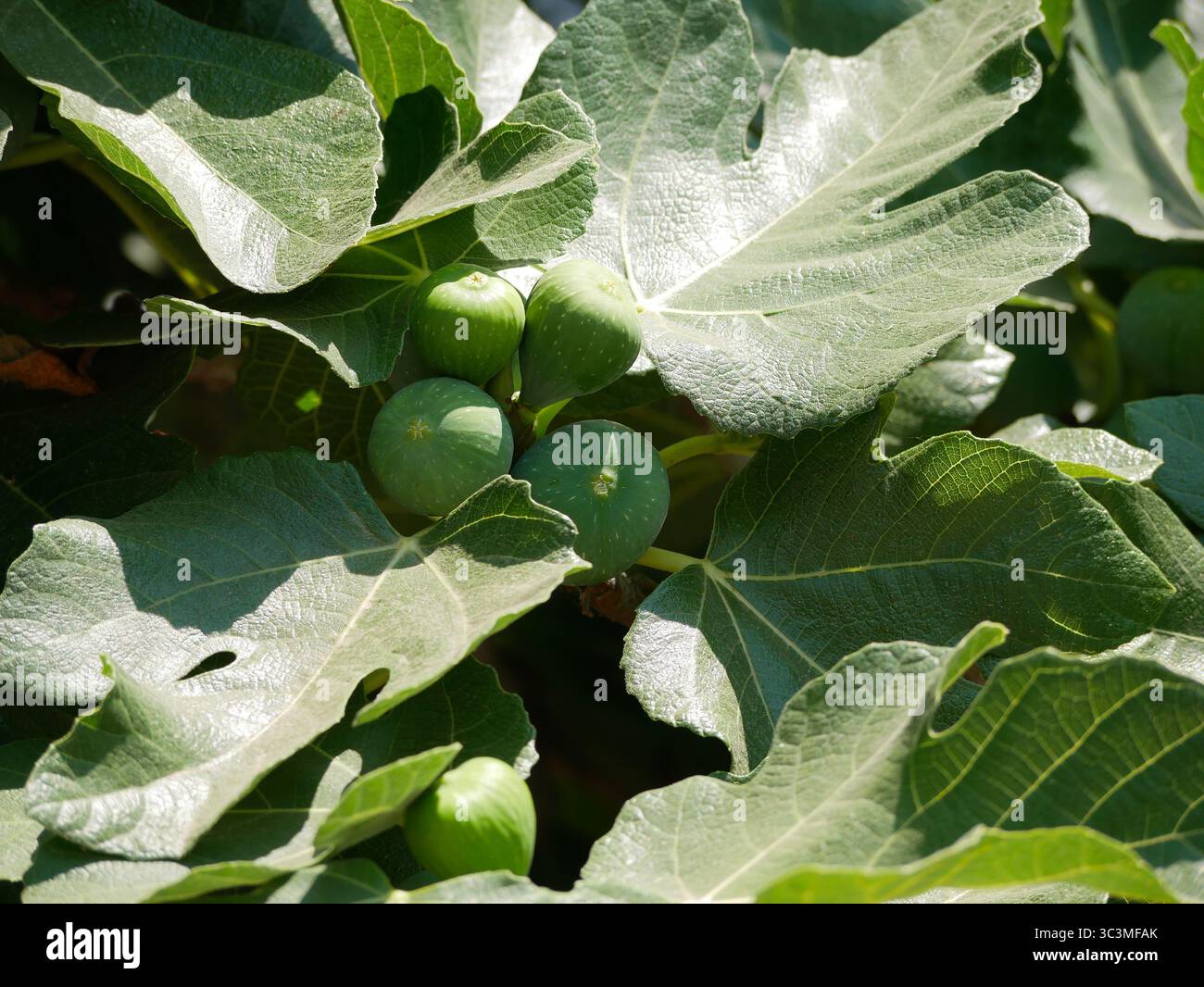 Young figs growing on a tree branch Stock Photo - Alamy