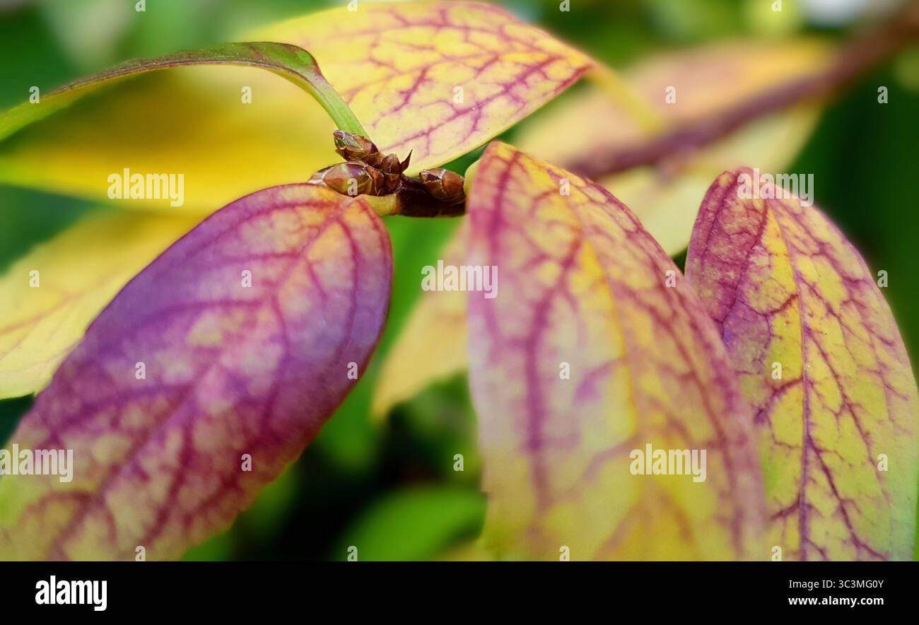 Fine vein markings hi-res stock photography and images - Alamy