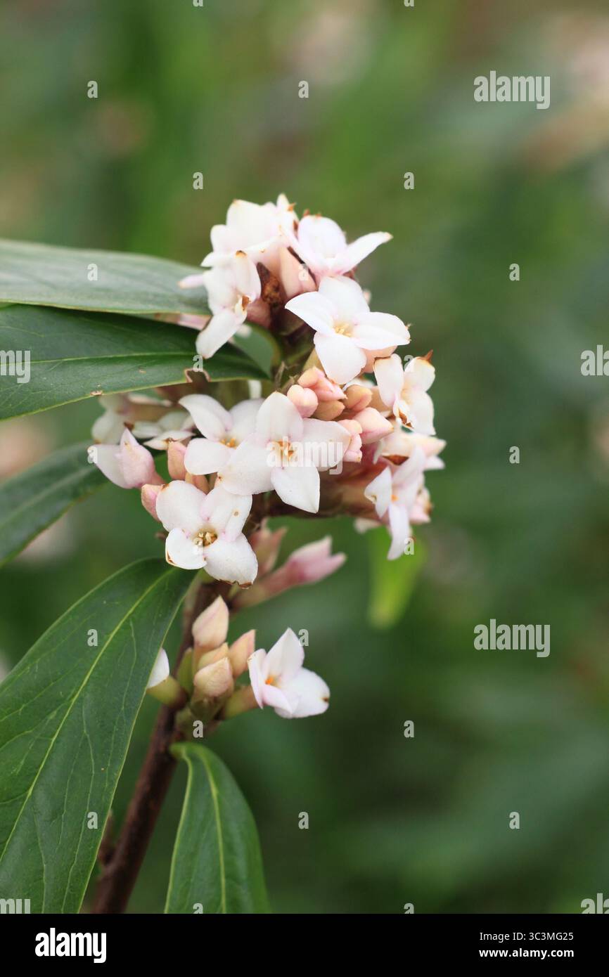 Winter daphne hi-res stock photography and images - Alamy