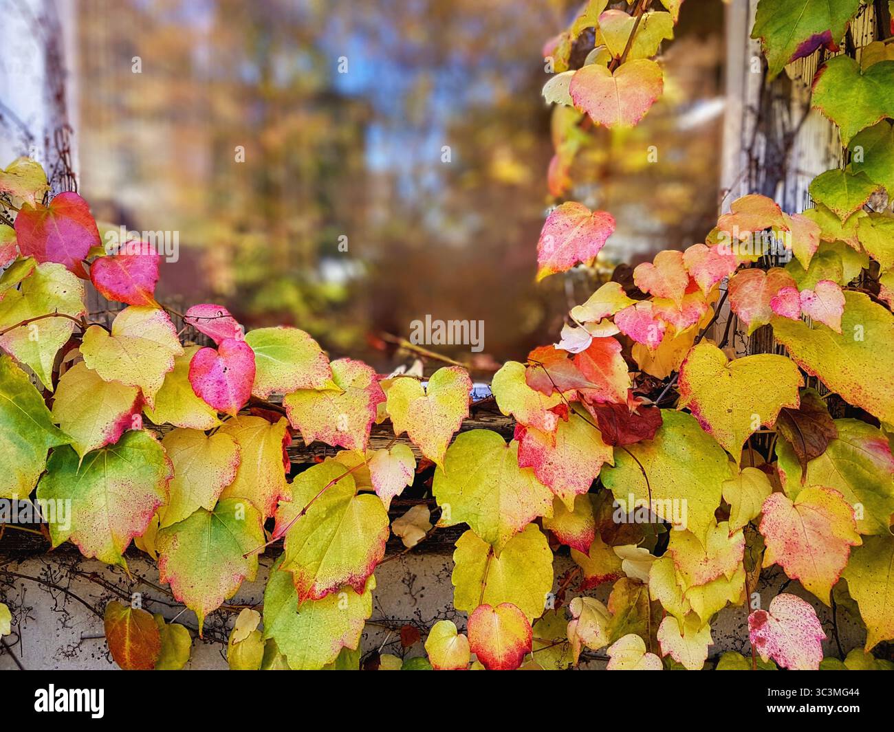 Yellow and red autumn vine leaves on a window frame with reflection of ...