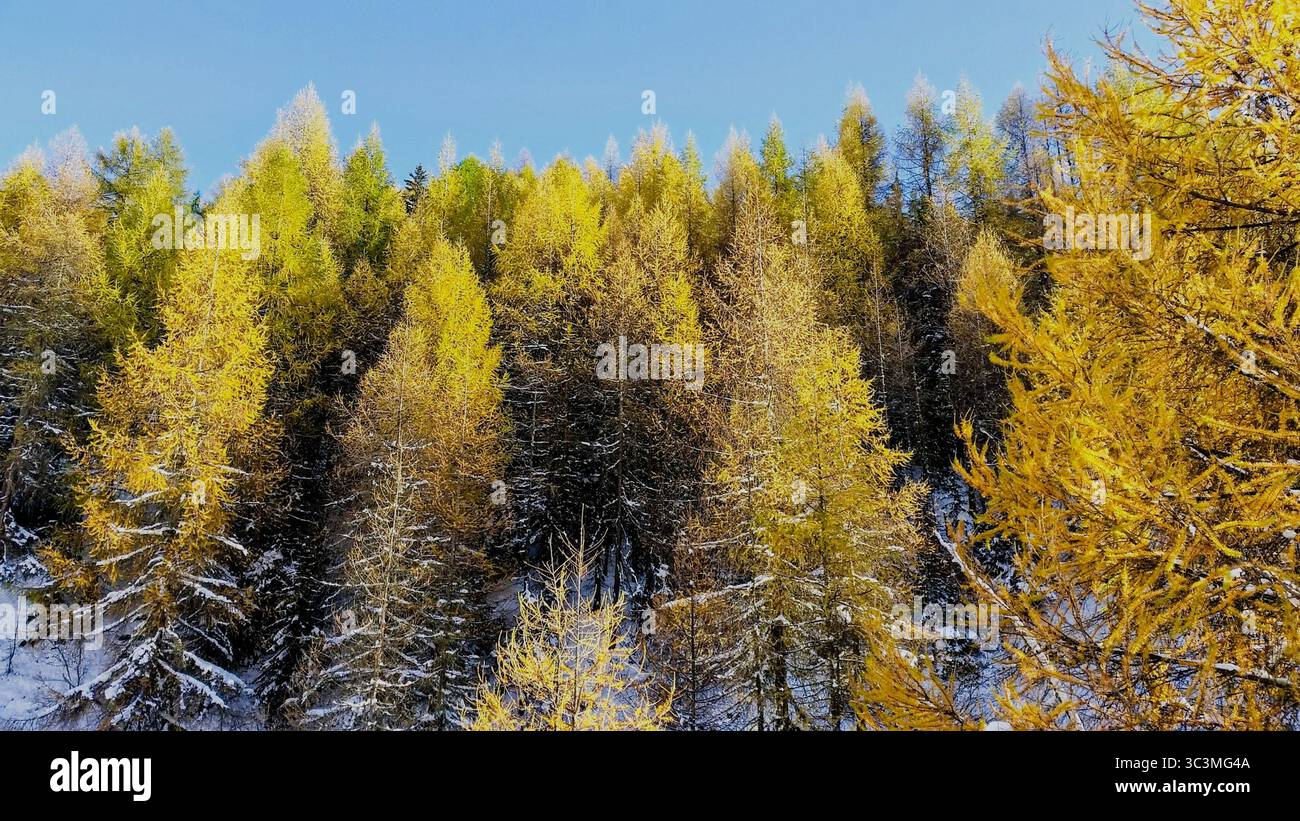 Golden dense yellow larch forest in warm autumn light with steel blue ...