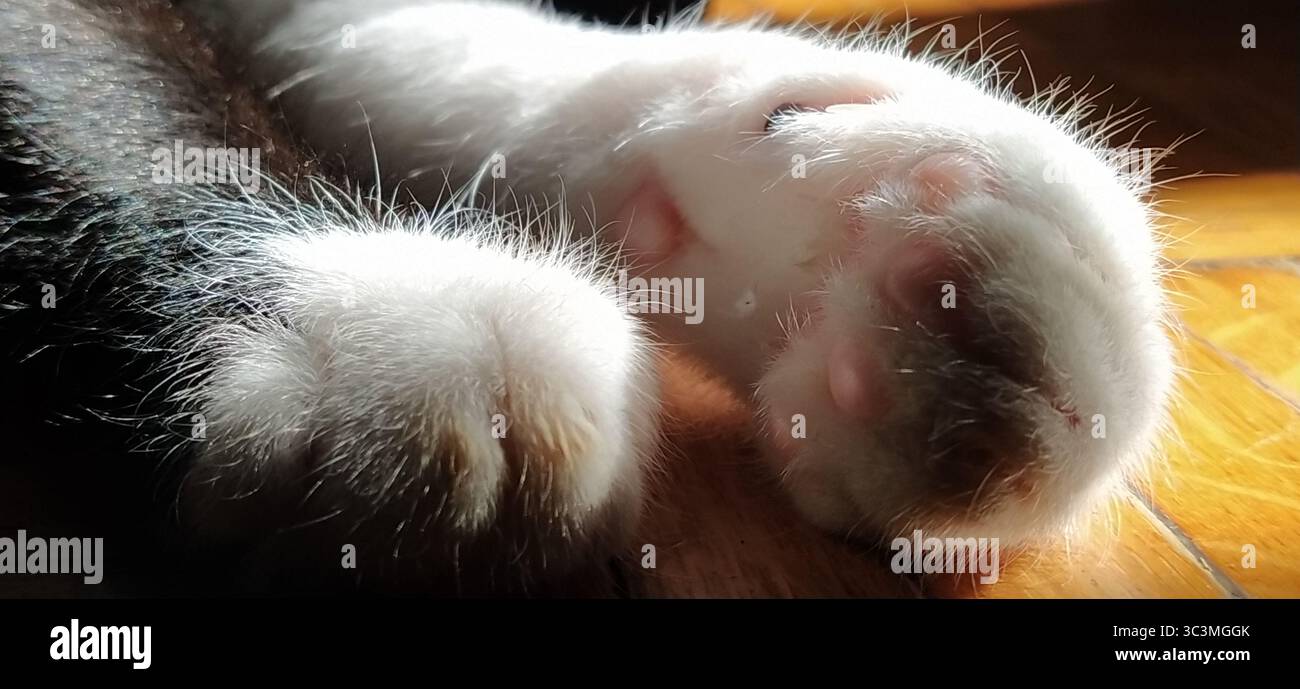 The cat's paws lying on the floor. The black and white pet has ...