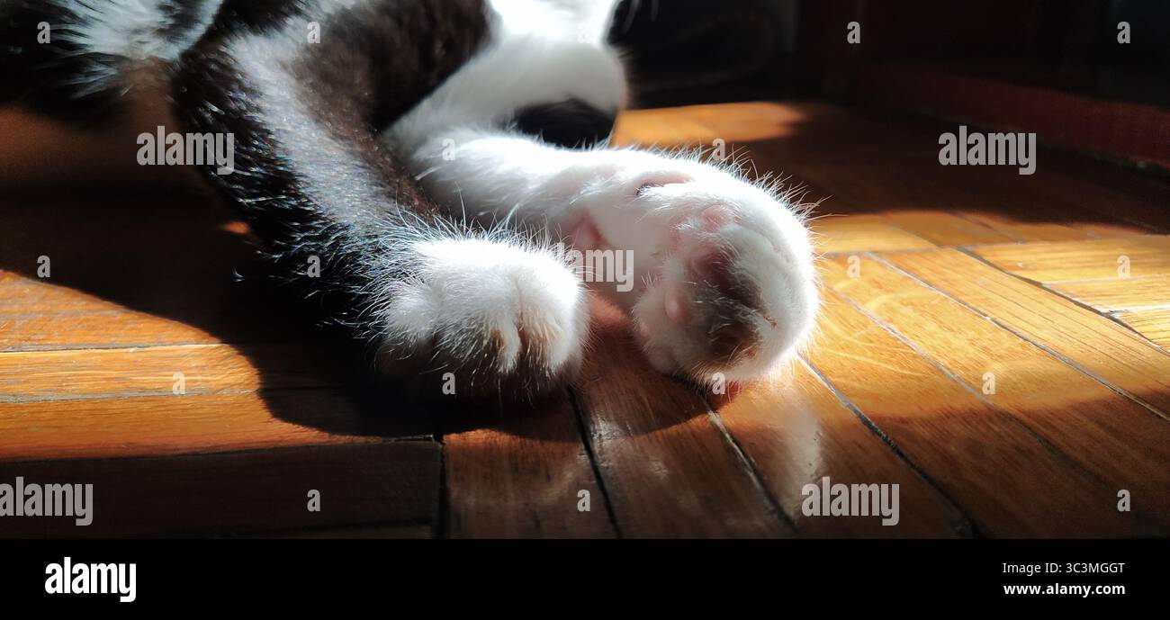 The cat's paws lying on the floor. The black and white pet has ...