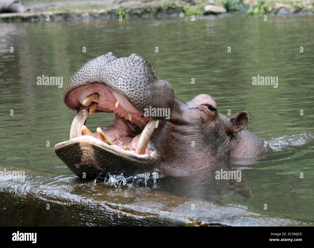 A hippopotamus with its mouth wide open shows its large teeth and tusks ...