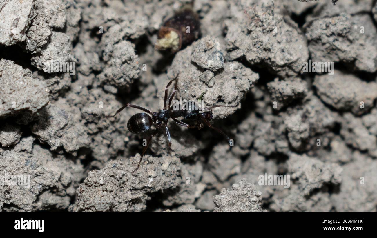 Macro shot of black ant walking on cracked clay ground. Small black ant ...