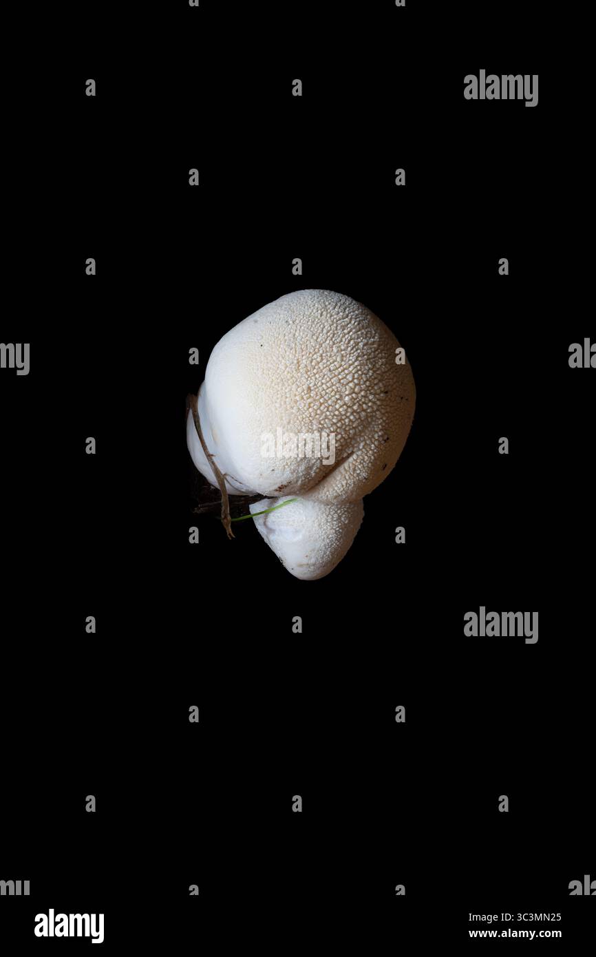 Compact mushroom hi-res stock photography and images - Alamy