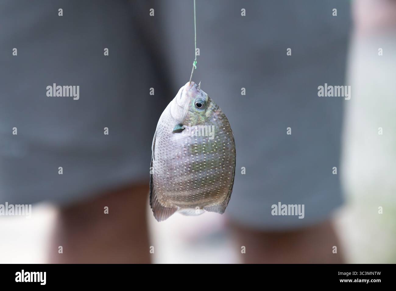 Fisherman Caught Pearl Spot Fish, Karimeen Pollichathu, Traditional ...