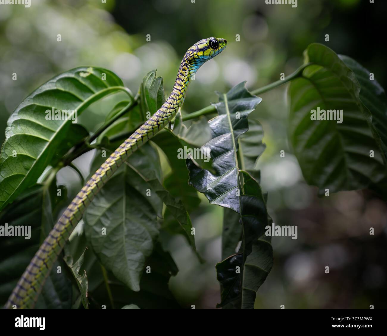 Vibrant colors emerges hi-res stock photography and images - Alamy