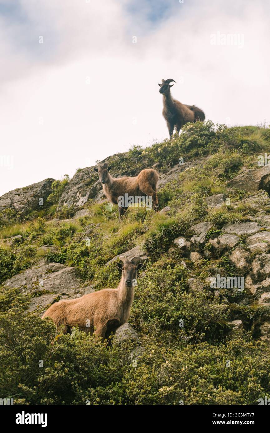 Himalayan Thars gracefully navigate steep mountain slopes amidst lush ...