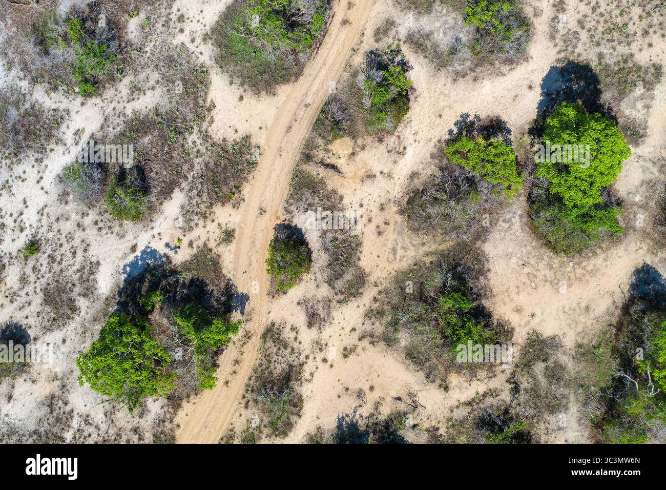 Trails weave through the scrub on the sand dunes of Bung Thi Forest ...