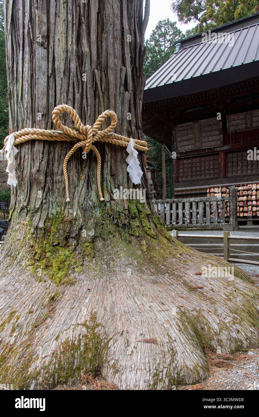 Braided trunk hi-res stock photography and images - Alamy