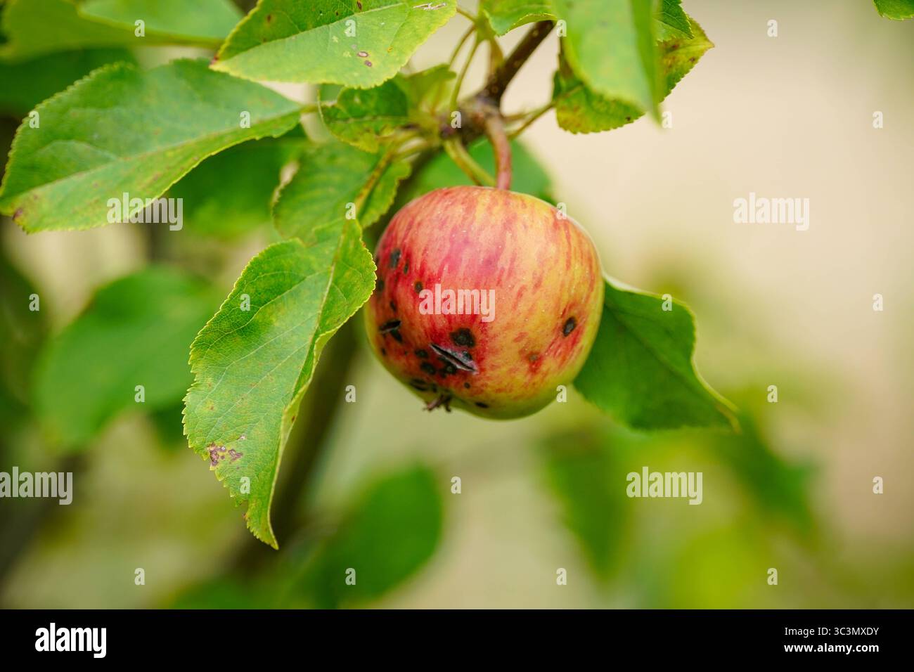 Deutschland, Europa: Streuobstwiese, Klimawandel, Insekten, regionale ...
