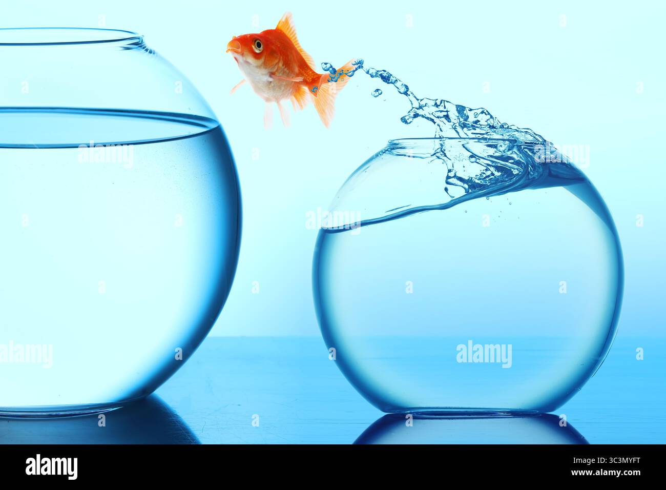 Goldfish jumping out of small glass bowl into bigger one against light ...