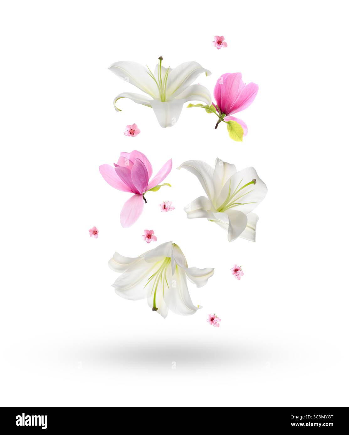 Beautiful delicate flowers falling against white background Stock Photo ...
