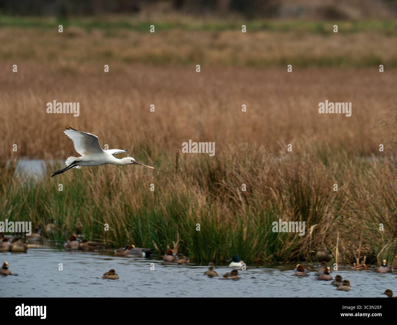 Eurasian spoonbill Platalea leucorodia in flight over a marshland pool ...