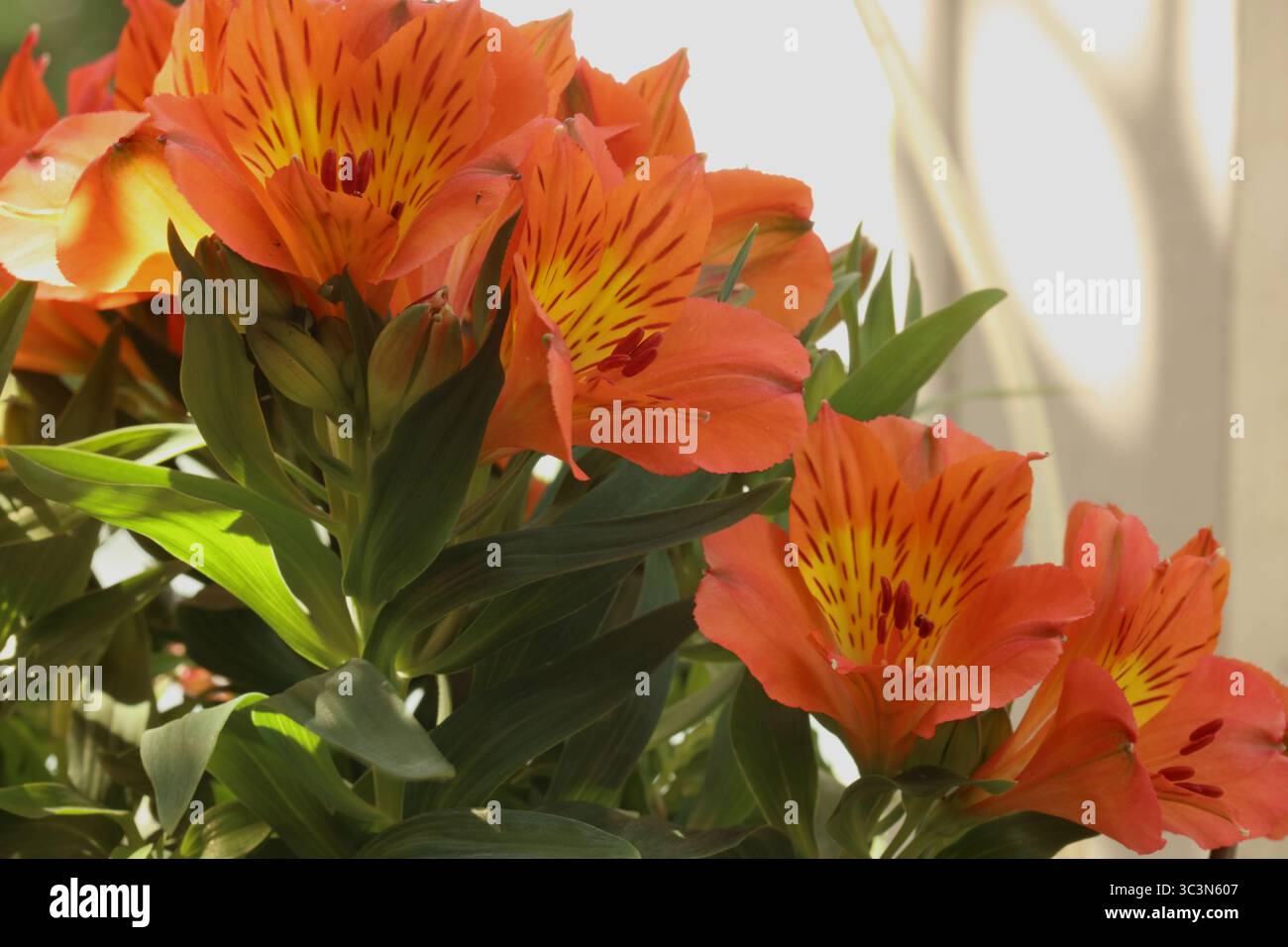 A group of Princess Amina Peruvian Lily flowers, Alstroemeria Zapriamin ...