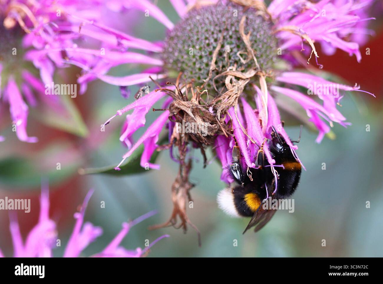 Natur 15.07.2025, Grosse Erdhummel Bombus magnus auf einer ...