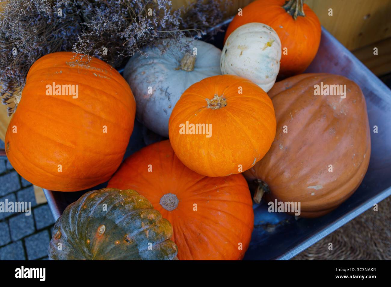 Cart with many different pumpkins as a decoration on fall harvest ...
