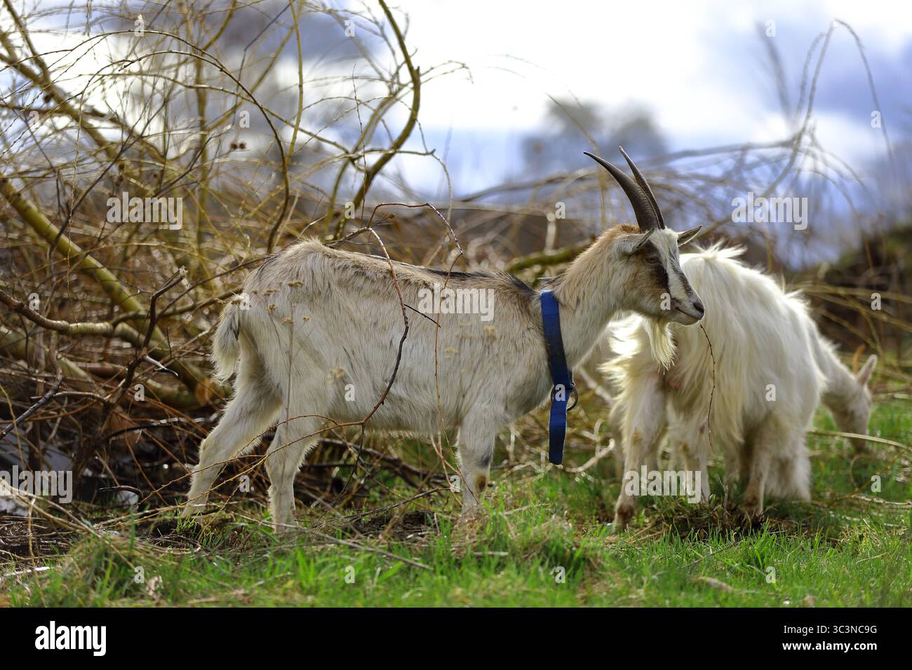 Grey goat eats young hi-res stock photography and images - Alamy