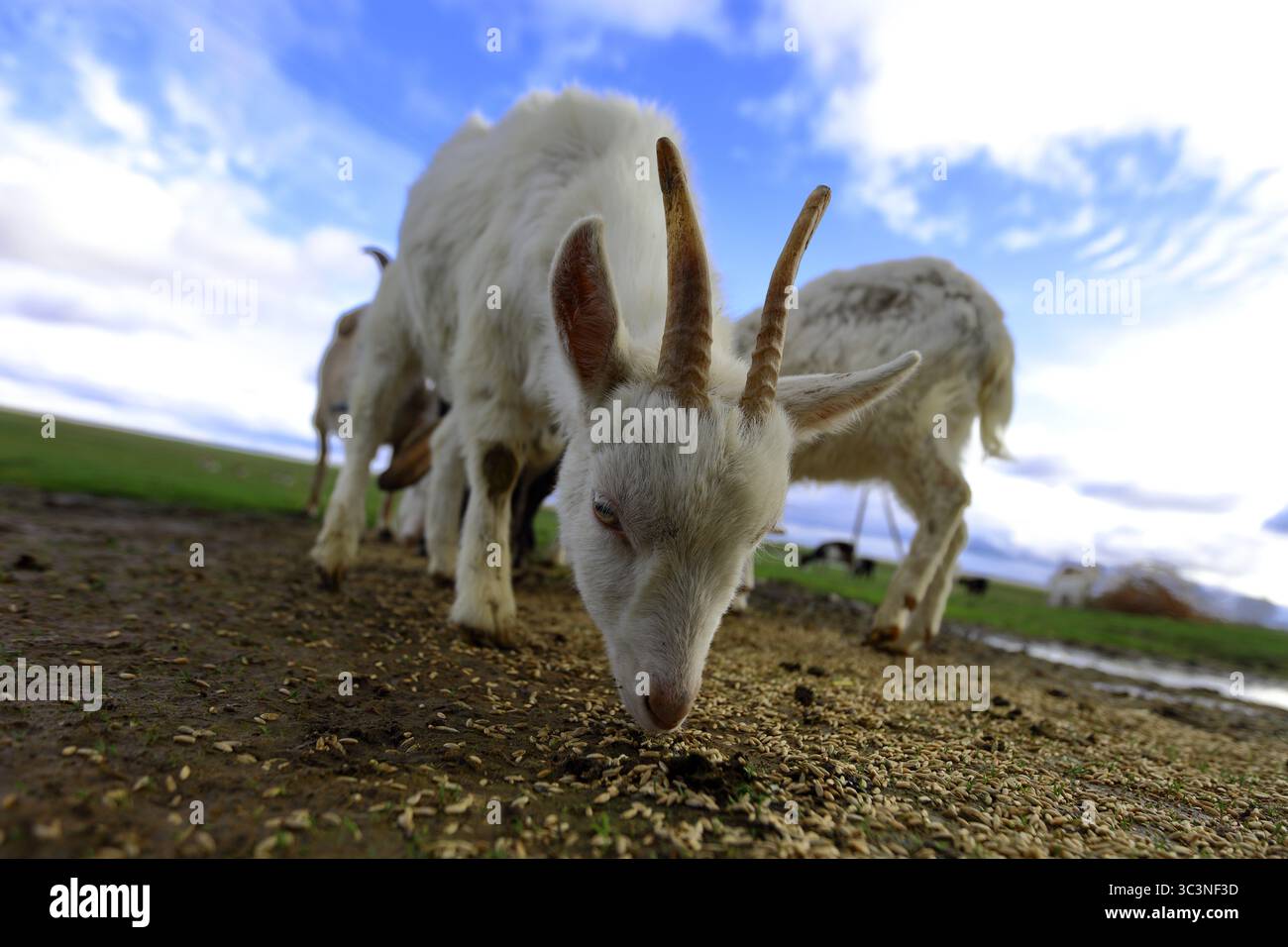 A herd of goats of different breeds eat grain scattered on the ground ...