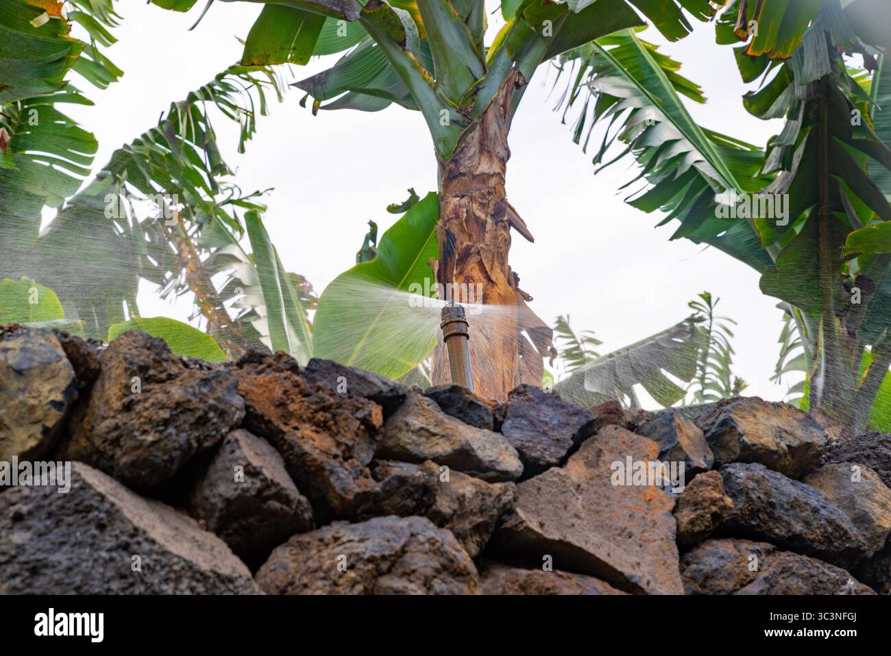 Water spreading irrigation nozzle hi-res stock photography and images ...