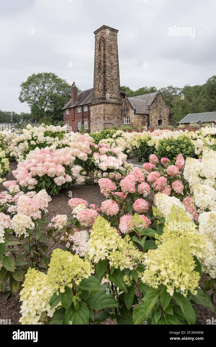 Distinctive chimney of the boiler house at rhs bridgewater hi-res stock ...