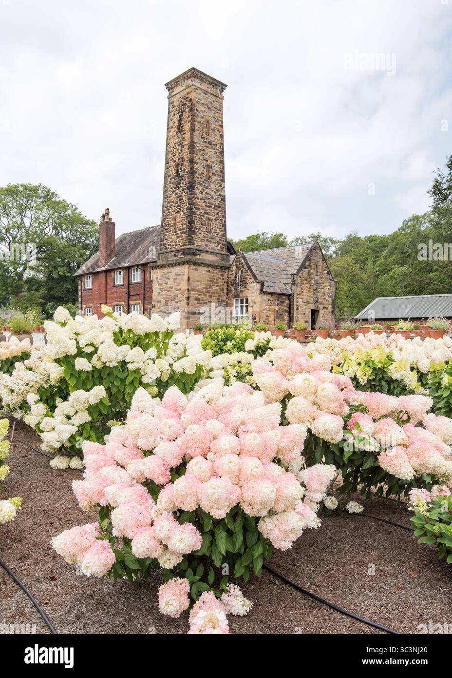 Distinctive chimney of the boiler house at rhs bridgewater hi-res stock ...