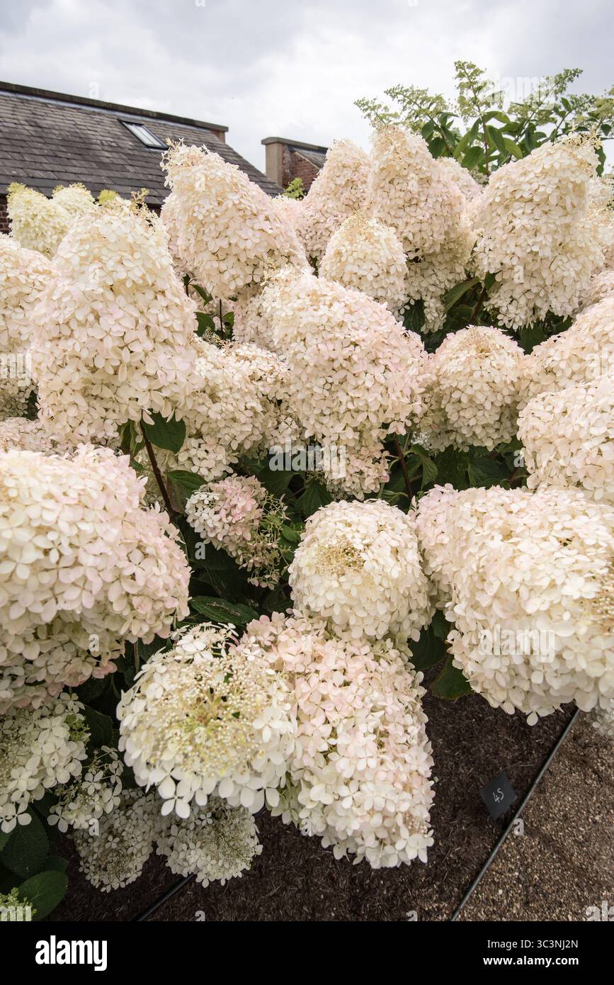 Large conical flower heads transition of changing colour as plants hi ...